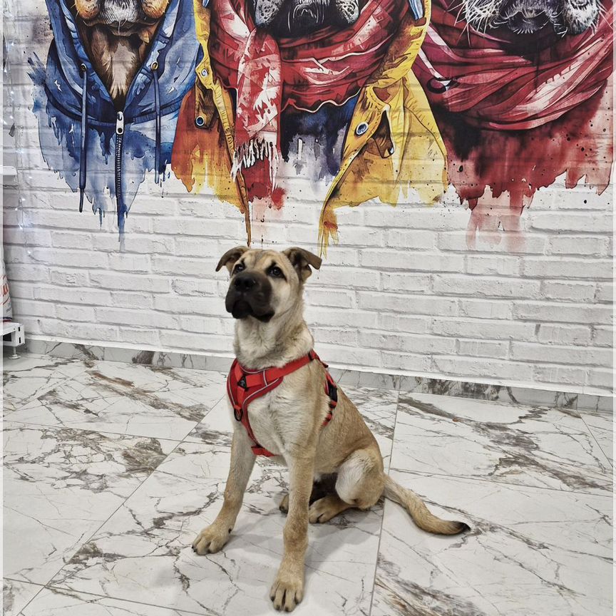 Шарпей, щенок