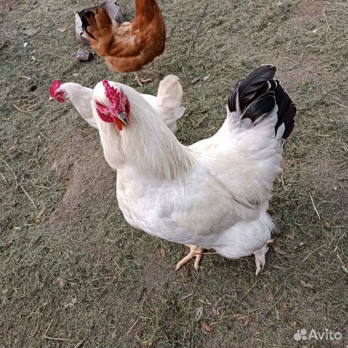 Куры петухи