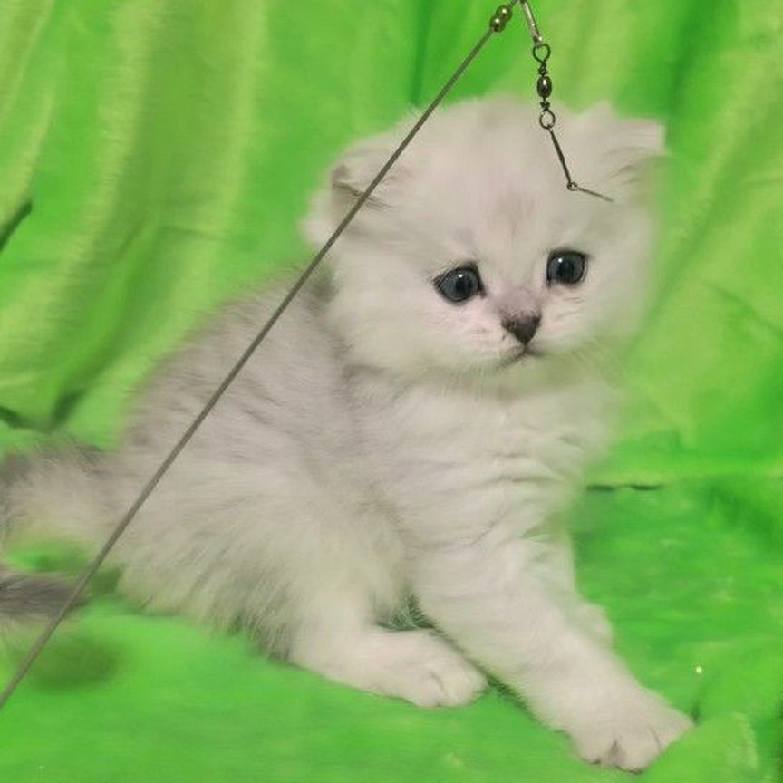 Шотландский серебристый мальчик