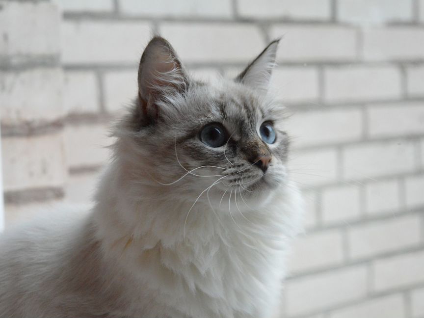 Невский мурлыка