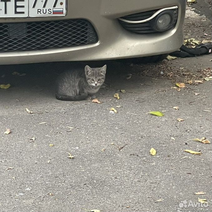 Котенок серый шотландский британец