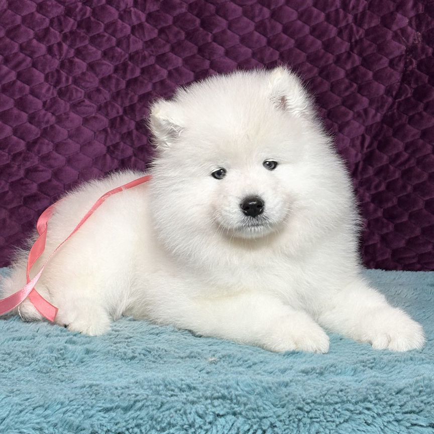 Самоедская собака, щенок