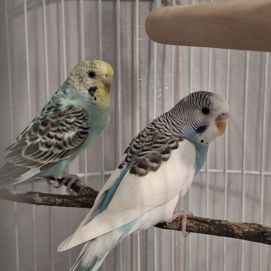 Волнистый попугай пара