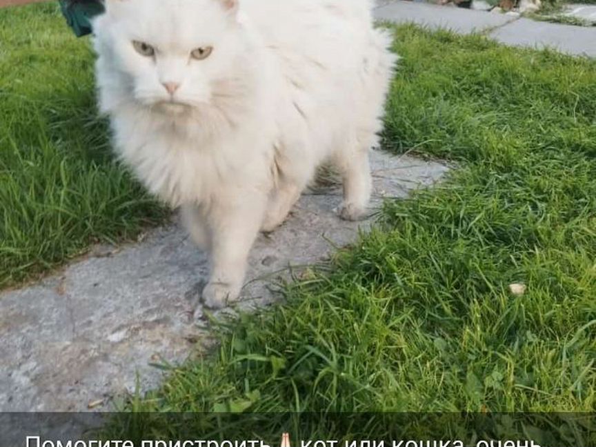 Помогите найти дом котику, кошка в добрые руки