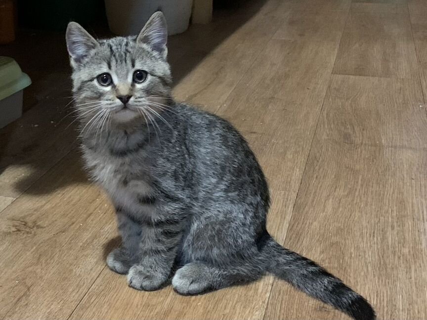 Отдам в добрые руки котят