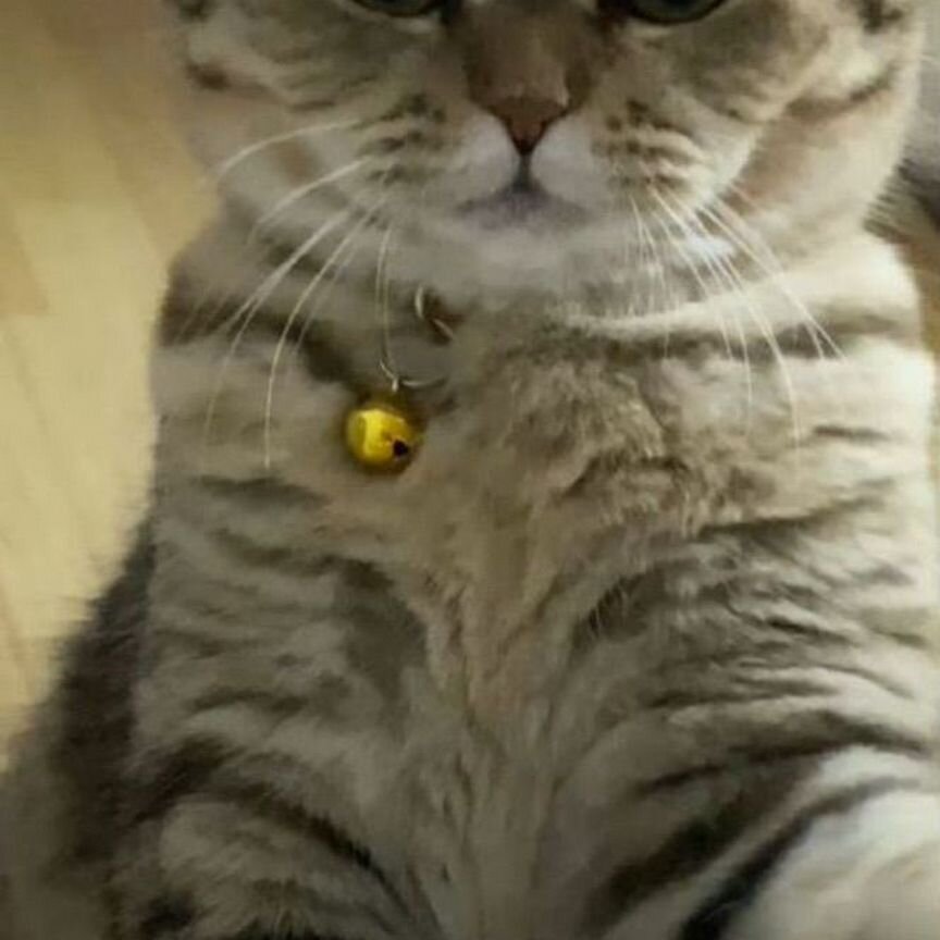 Продам кошку