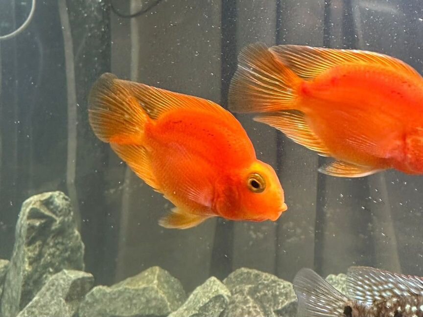 Аквариумные рыбки цихлиды