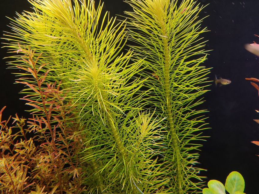 Погостемон деканенсис (эректус)