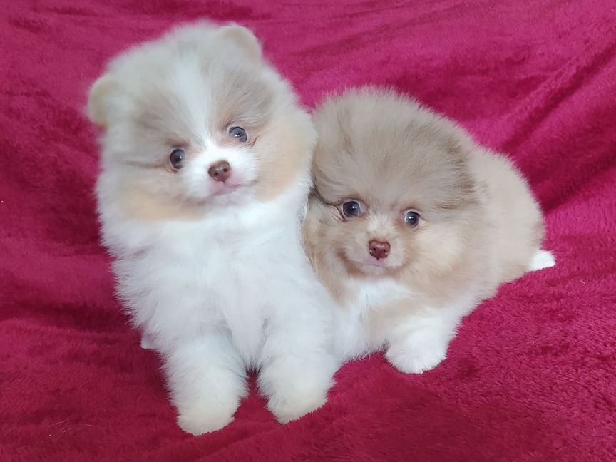 Ребята мраморята