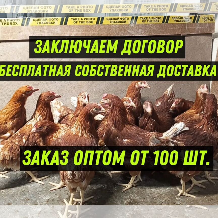 Курочки несушки в рассрочку