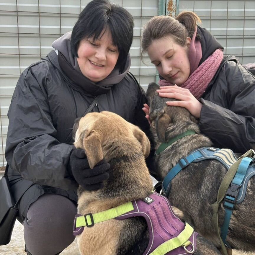 В приют нужны помощники Клайд ищет дом