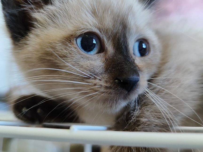 Тайская кошечка 1.5 мес в поиске дома