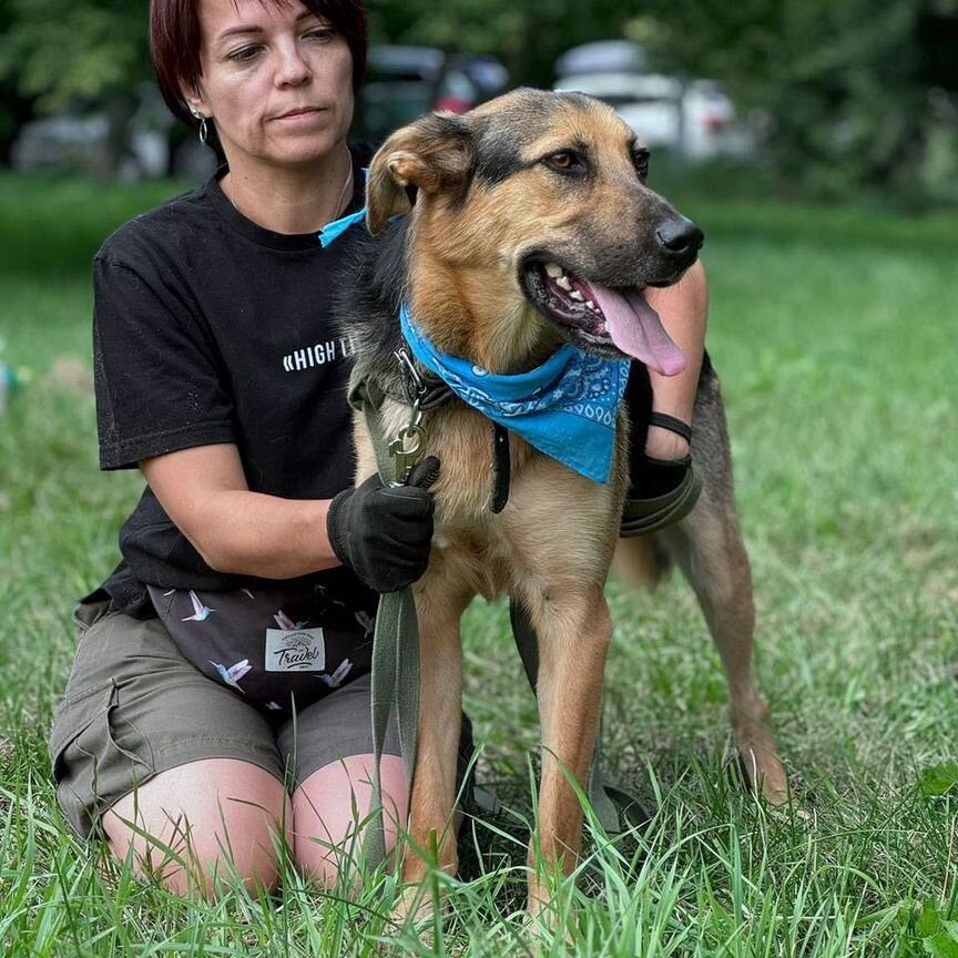 Классный пёс Рэм мечтает о семье