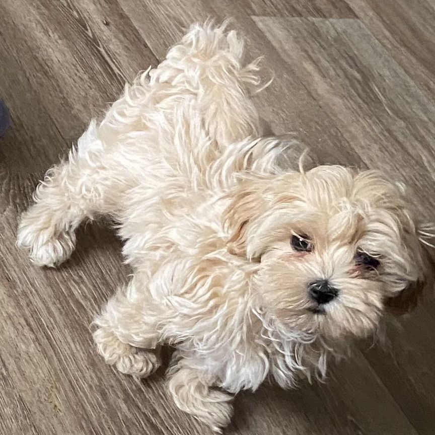 Мальтипу, щенок