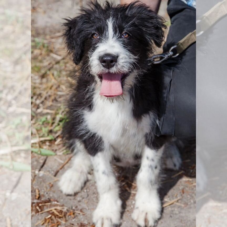 Бородатые девчоночки ищут дома