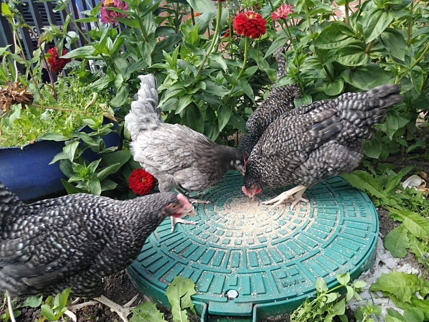 Куры молодки доминант