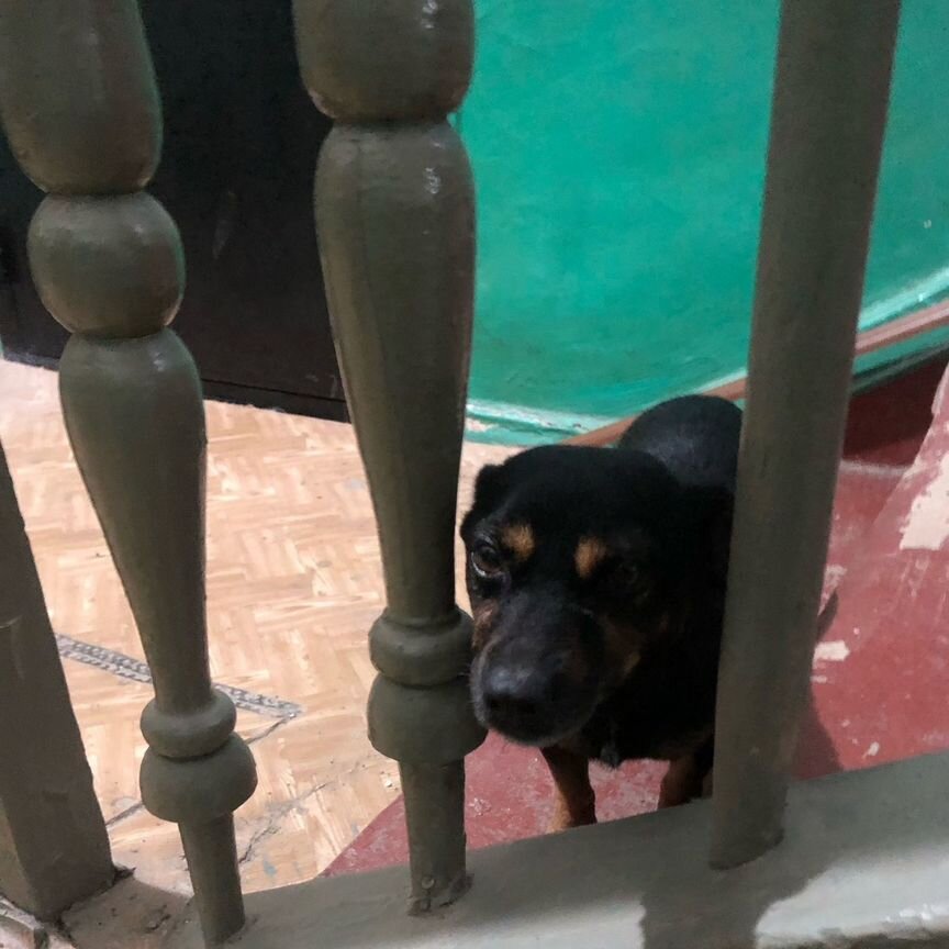 Собака ищет новый или старый дом