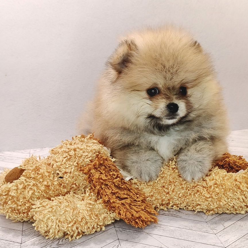 Померанский шпиц, щенок