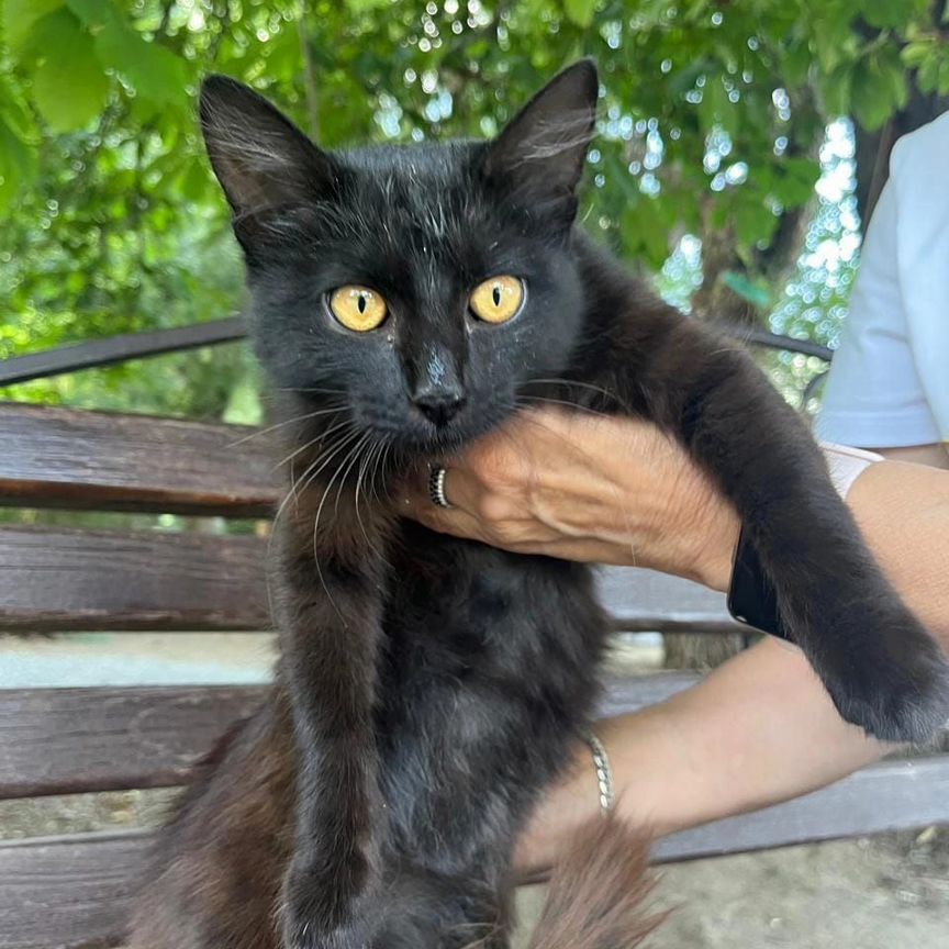 Кошечка
