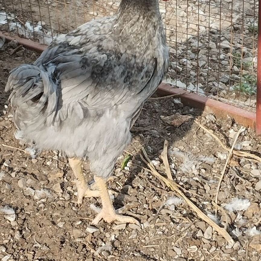 Молодые петушки