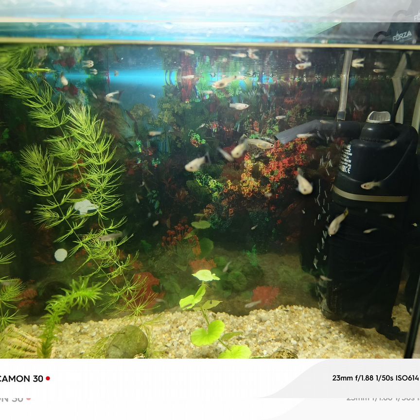 Гуппи рыбки