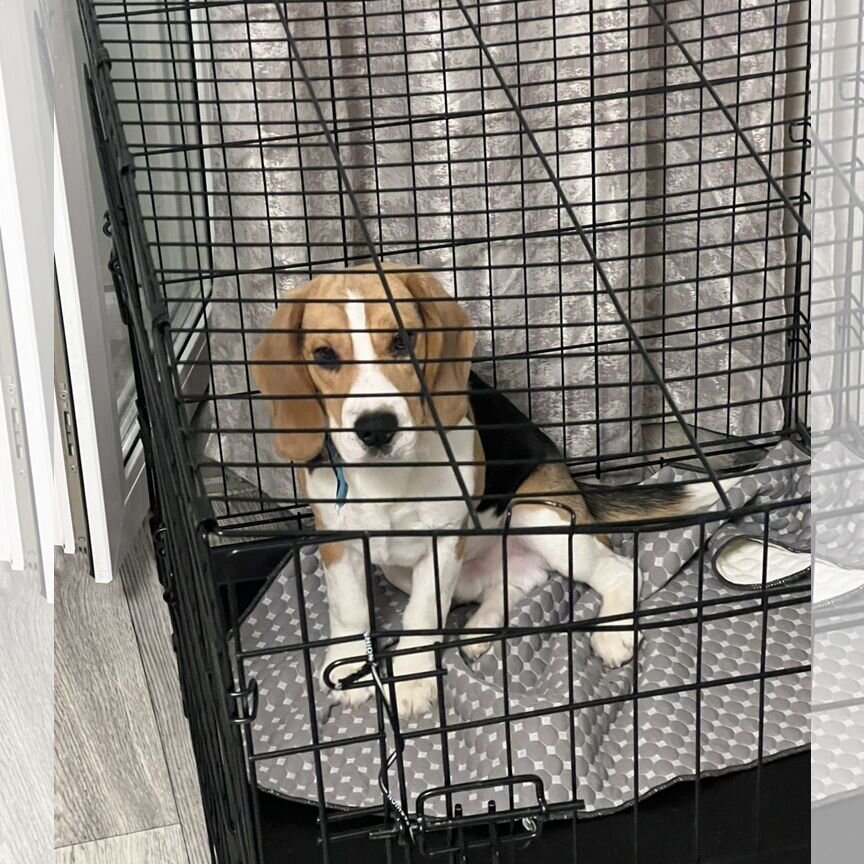 Бигль, щенок