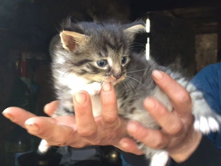 Котята ищут дом или передержку