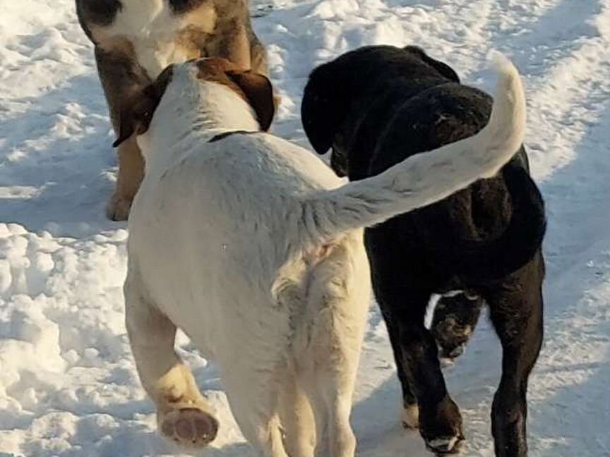 Собака в добрые руки