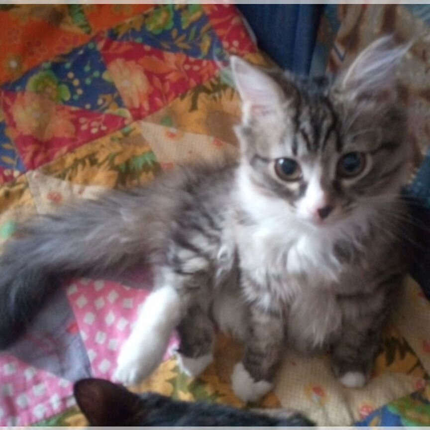 Котёнок в добрые руки