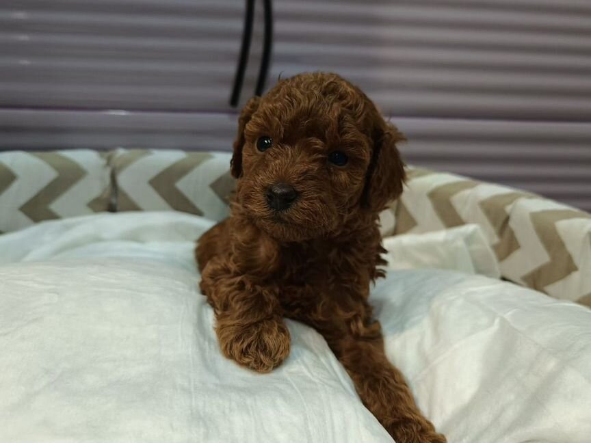 Щенки той пуделя