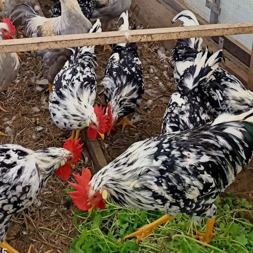 Племенные петушки