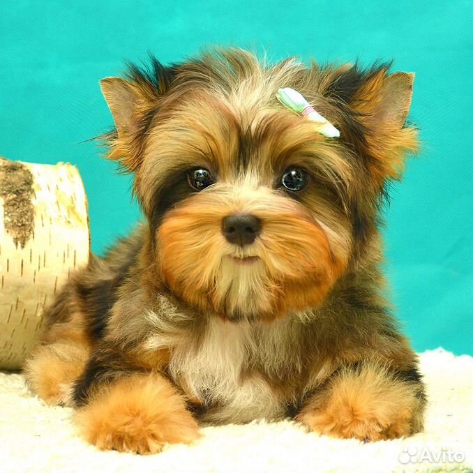 Цветной йорк, мальчик блюмерле