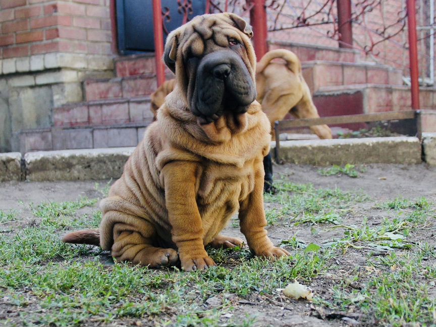 Шарпей, складчатое чудо