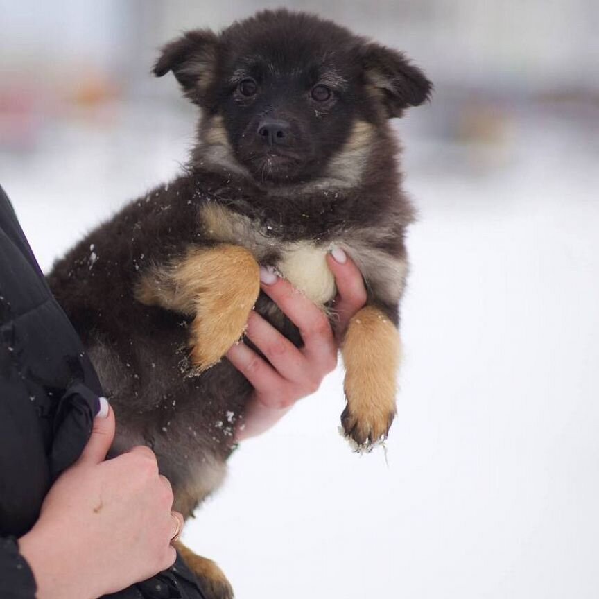 Щенок в добрые руки