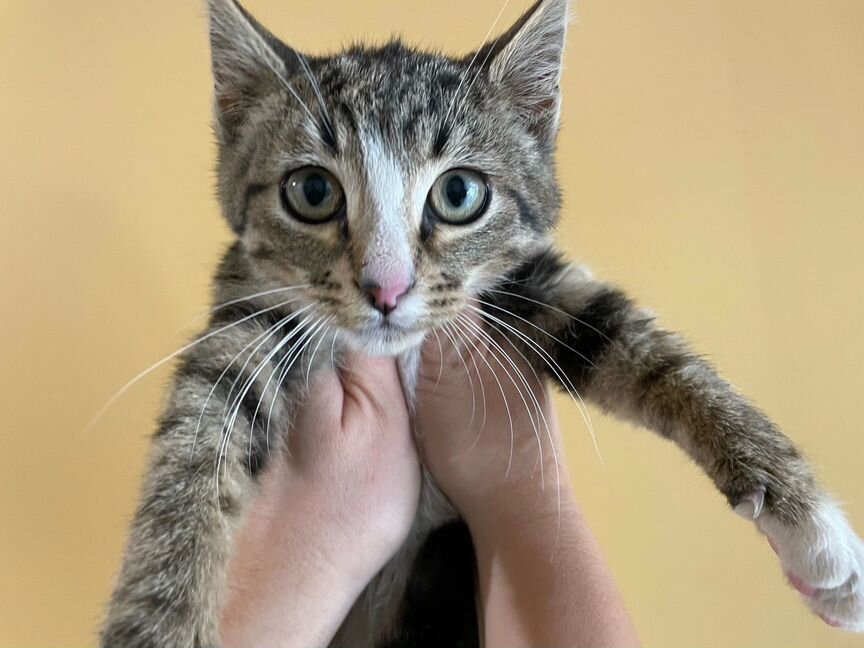 Котенок ласковый 3 мес