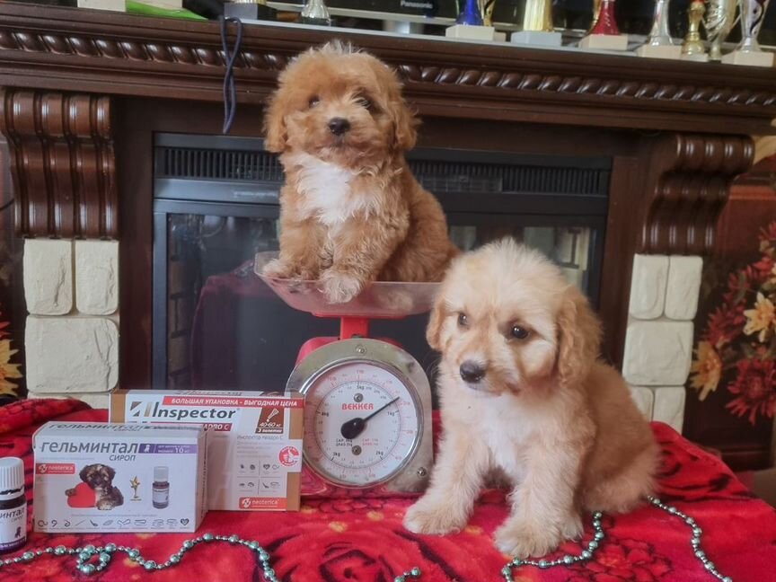 Мальтипусики Мальтипу F1