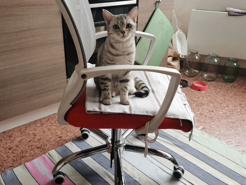 Отдам в дар кошку