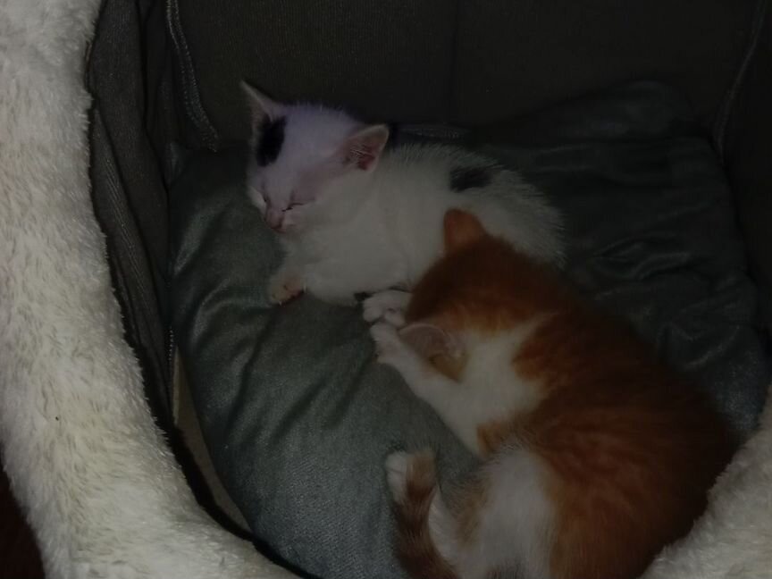 Коты в добрые руки