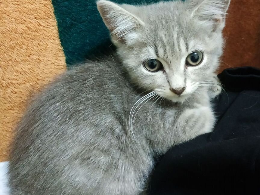 Полубританец котик