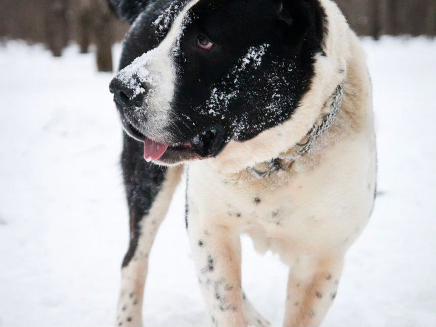 Алабай в добрые руки