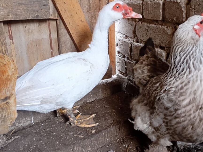 Селезень индоутки белый