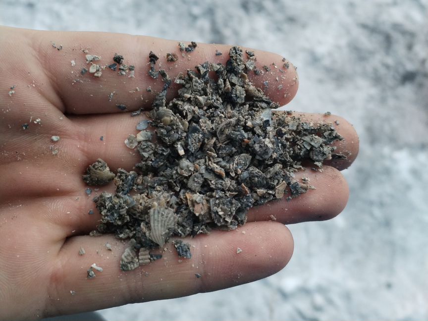 Ракушка кормовая серая