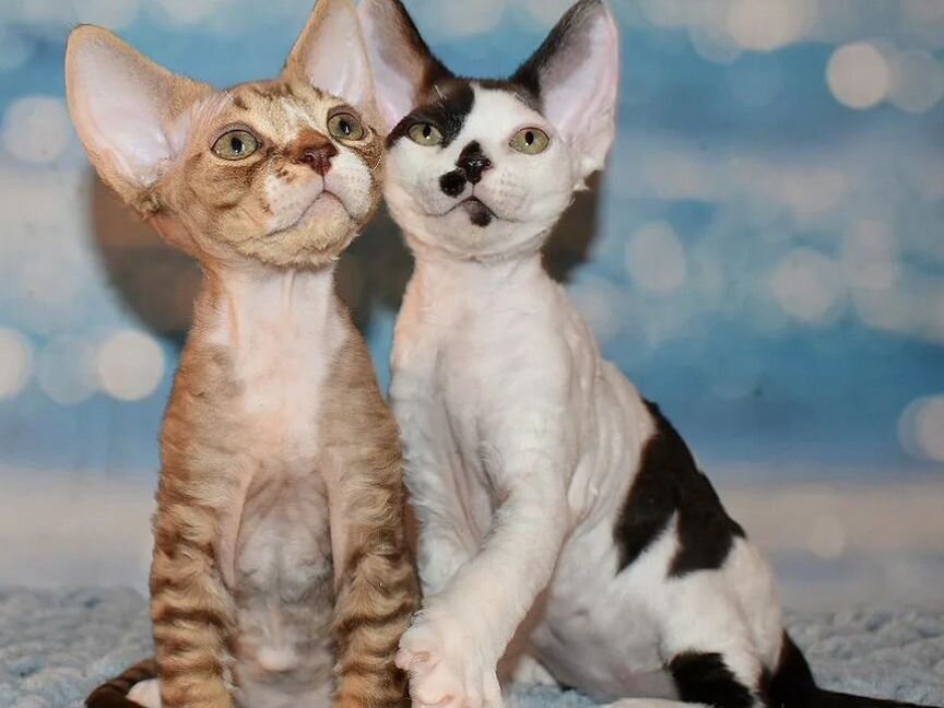 Ласковые котики девон рекс