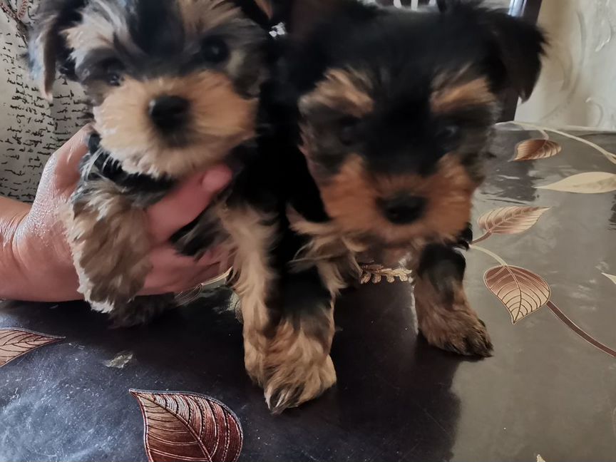 Йоркширский терьер щенки