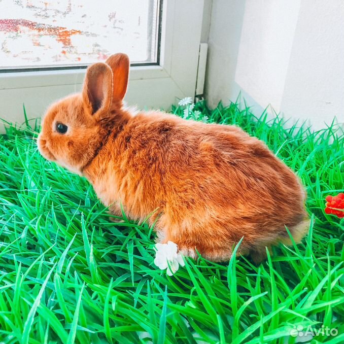 Карликовый кролик - королевский, очень редкий