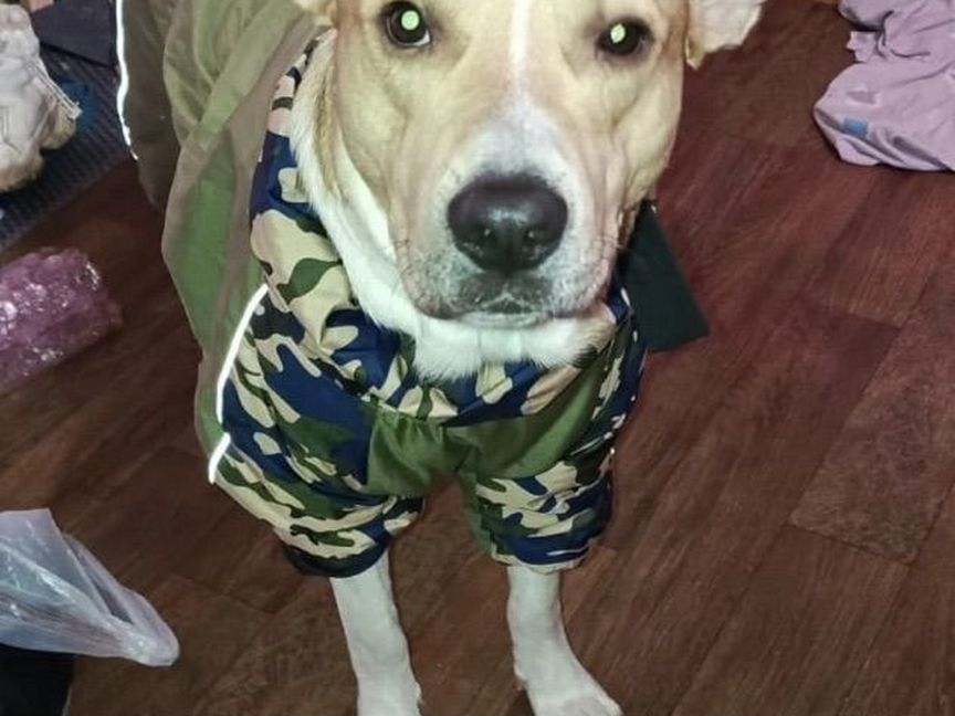 Собака в добрые руки