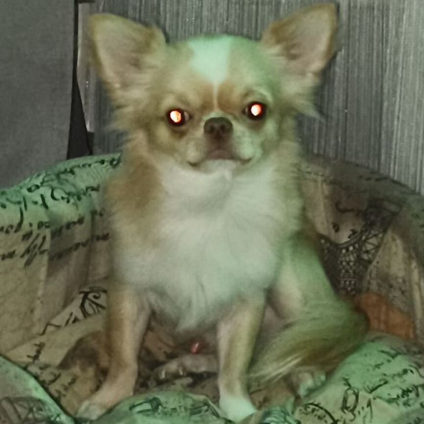 Чихуахуа, вязка