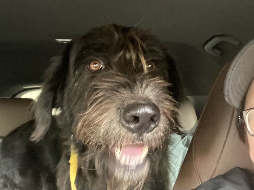 Ирландский волкодав