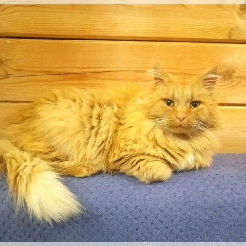 Взрослый кот в добрые руки