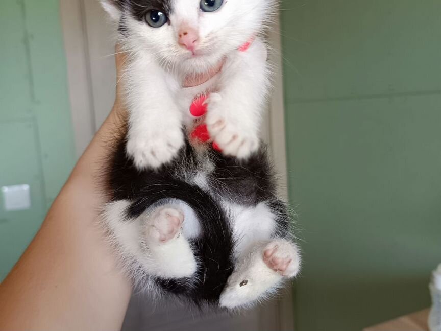 Отдам котёнка в добрые руки